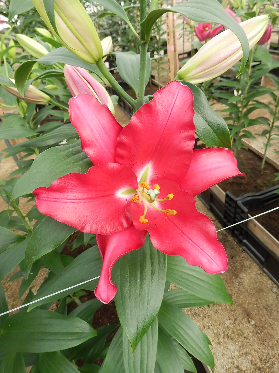 [4604 VZ W08 0535-01 Ripasso No01.JPG]