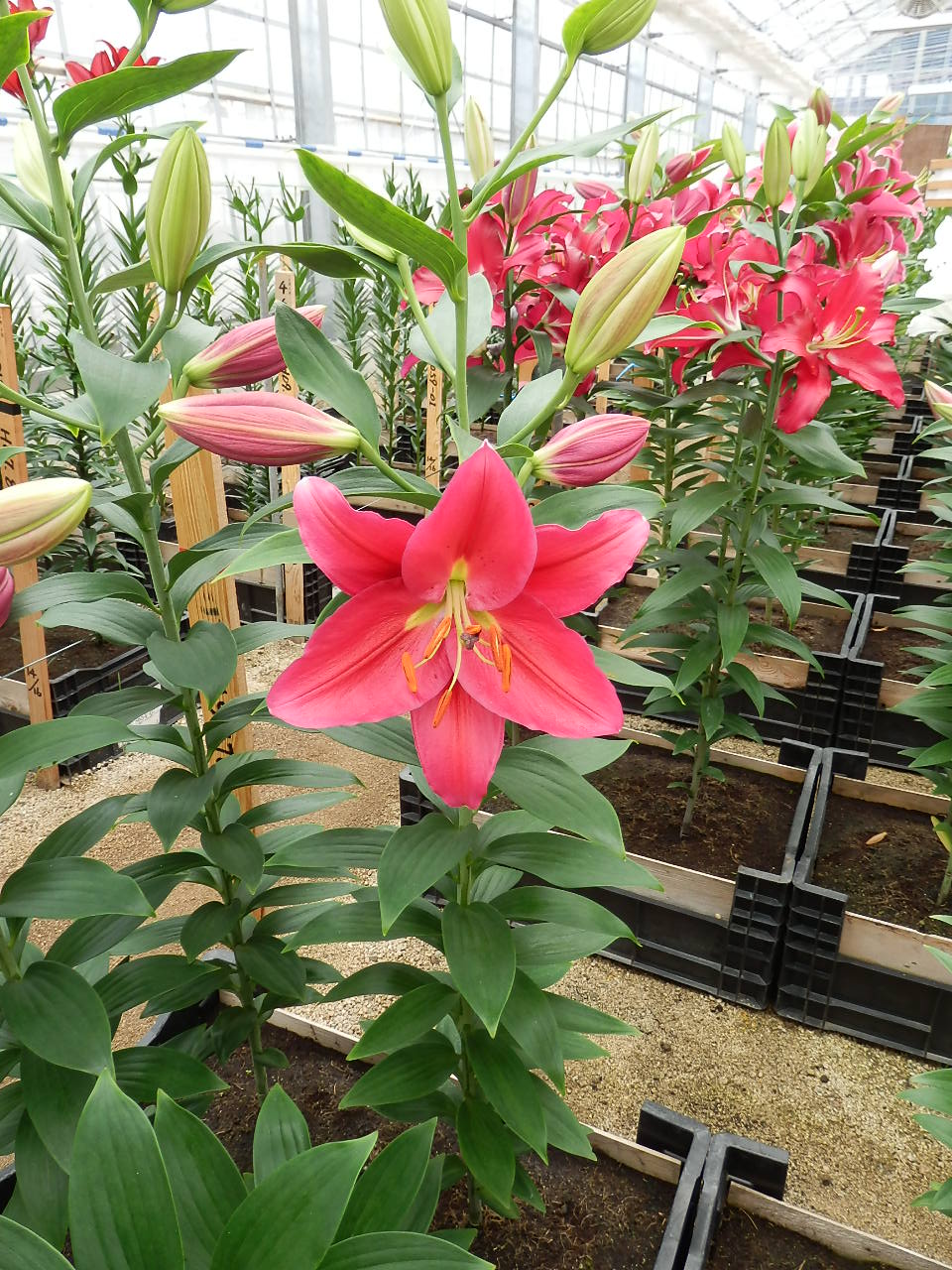 [4606 VZ W08 0690-01 Zagota No02.JPG]