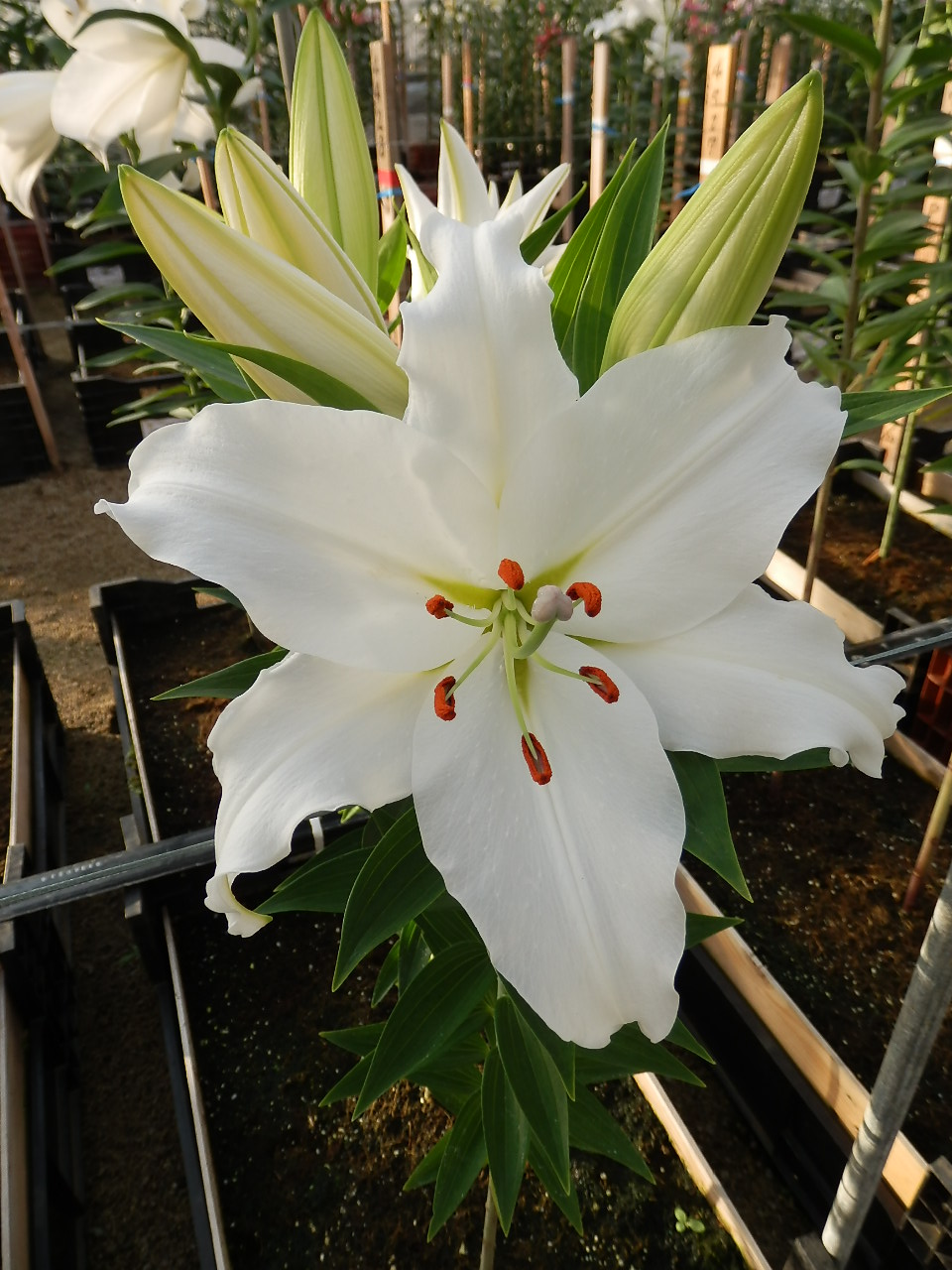 [4426 PO25 Fortesa No02.JPG]