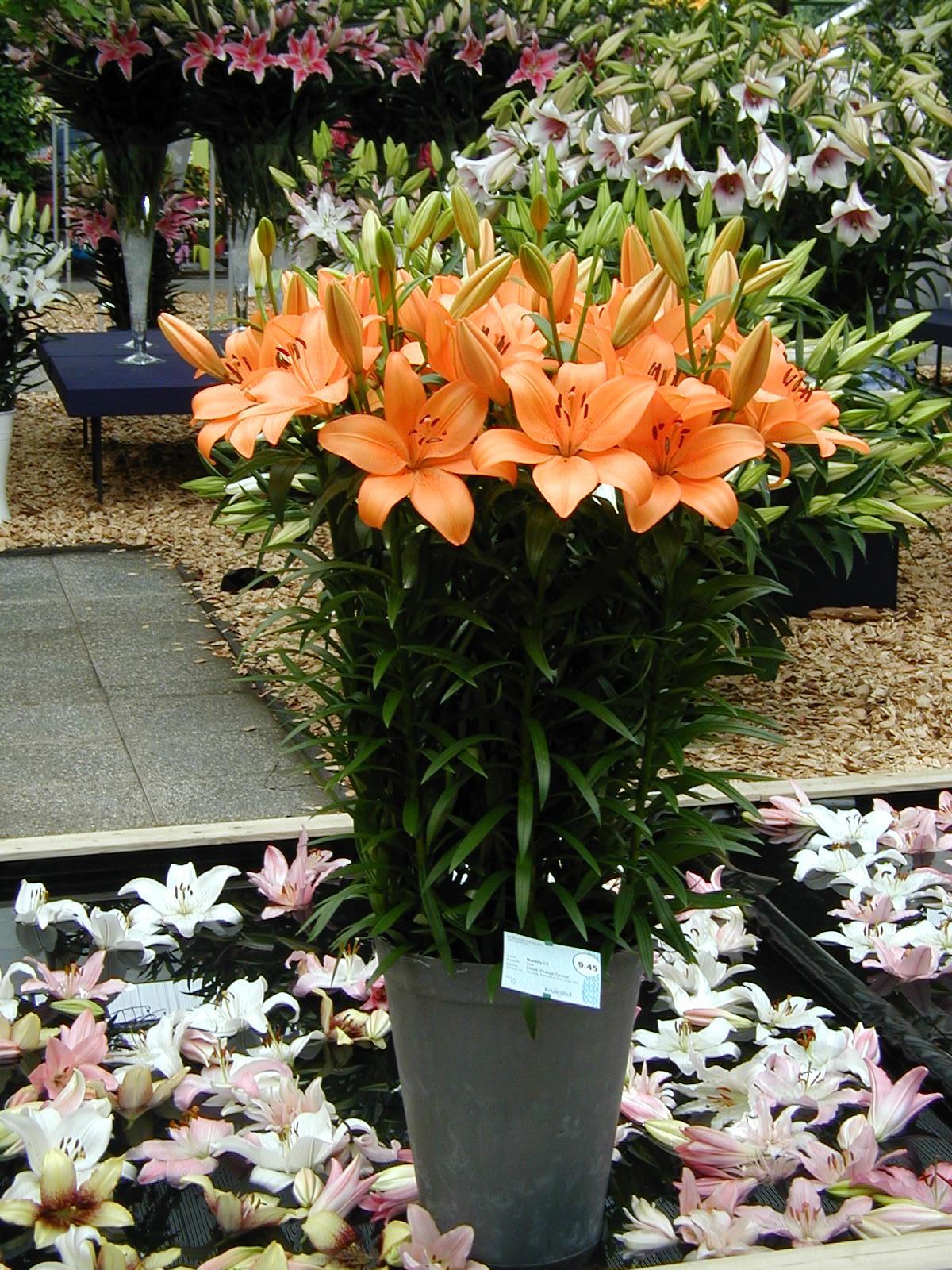 オランダ視察 2003