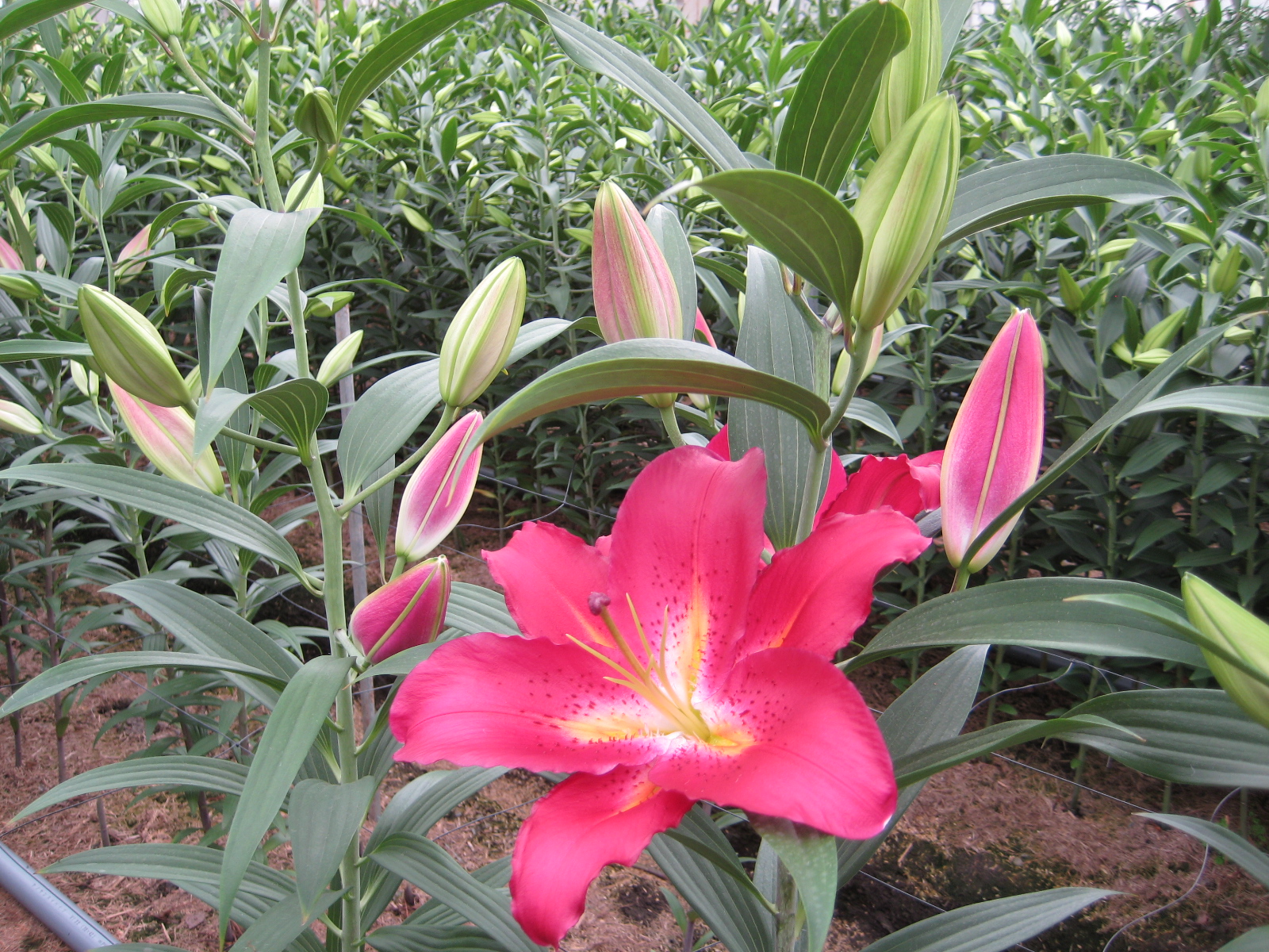 2011 Vletter test LA/OH