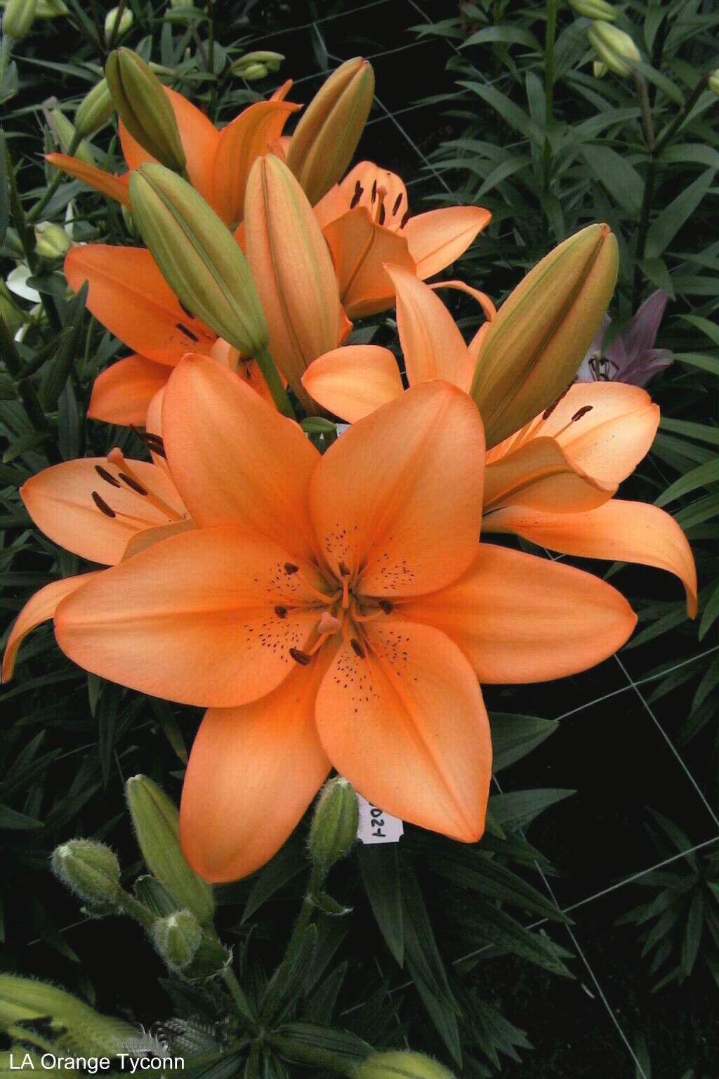 Mark Lily 試験栽培品種紹介