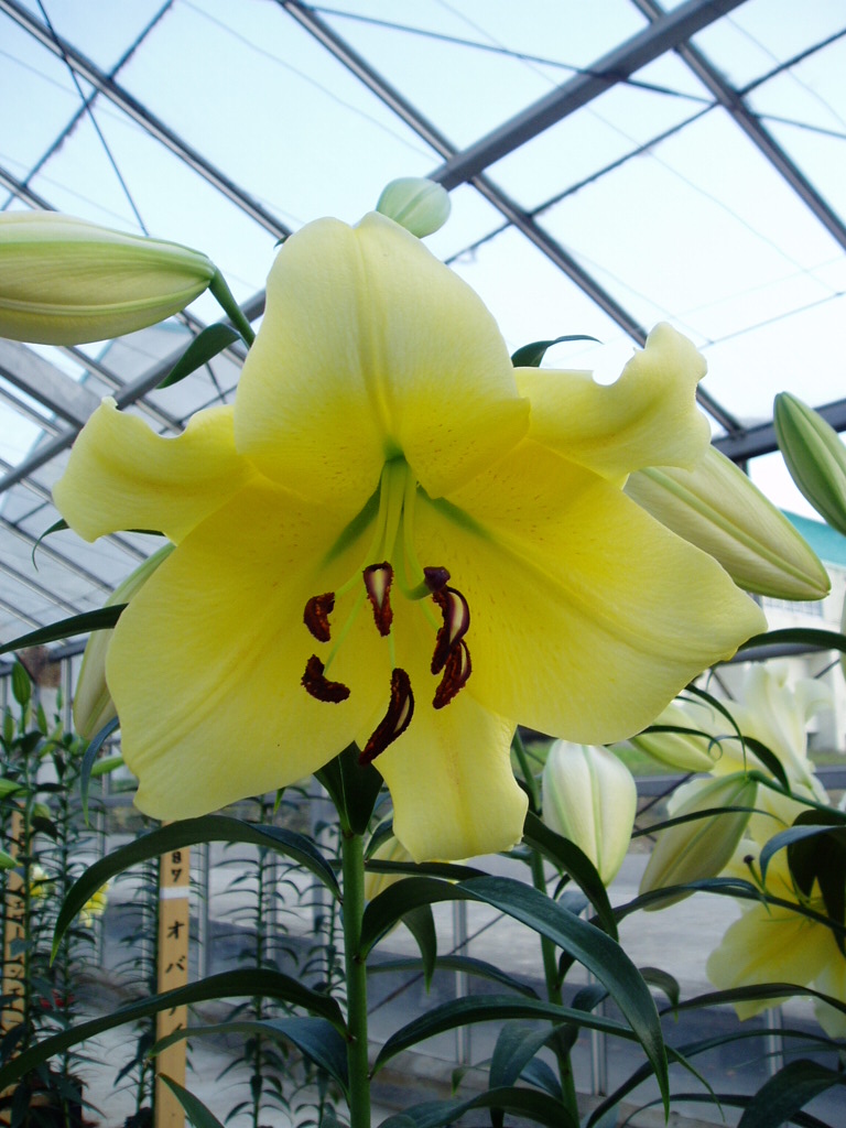 [6586 Novatore No01.JPG]