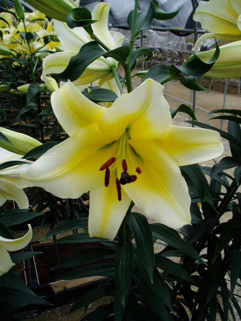 [6131 Manissa No01.JPG]